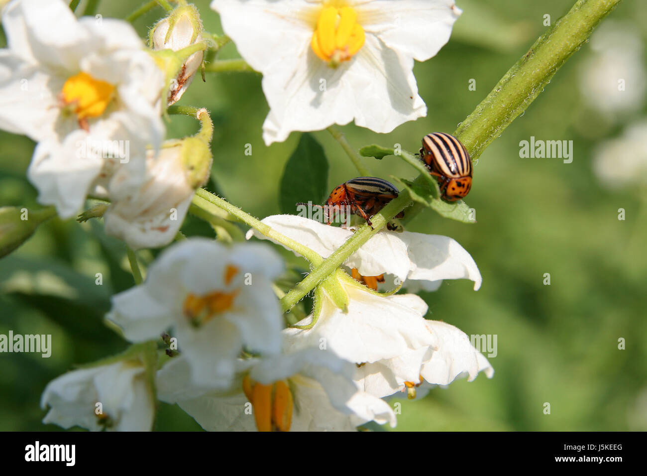 garden animal insects agriculture farming field beetle spring acre ...