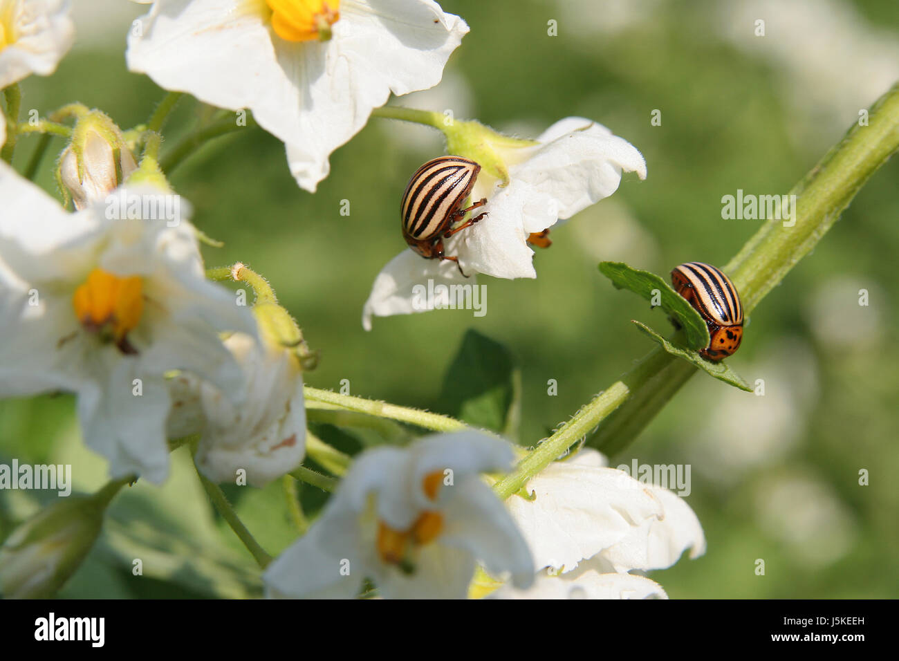 garden animal insects agriculture farming field beetle spring acre ...
