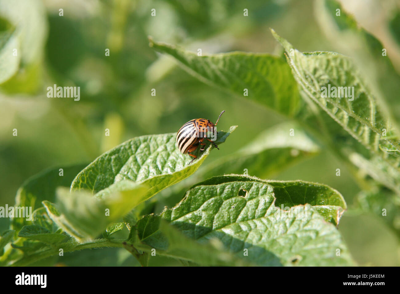 garden animal insects agriculture farming field beetle spring acre ...