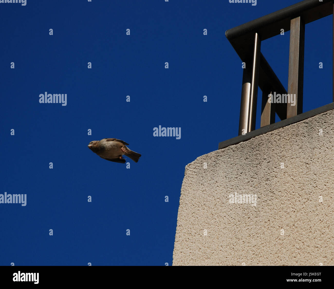 Bird nose hi-res stock photography and images - Alamy