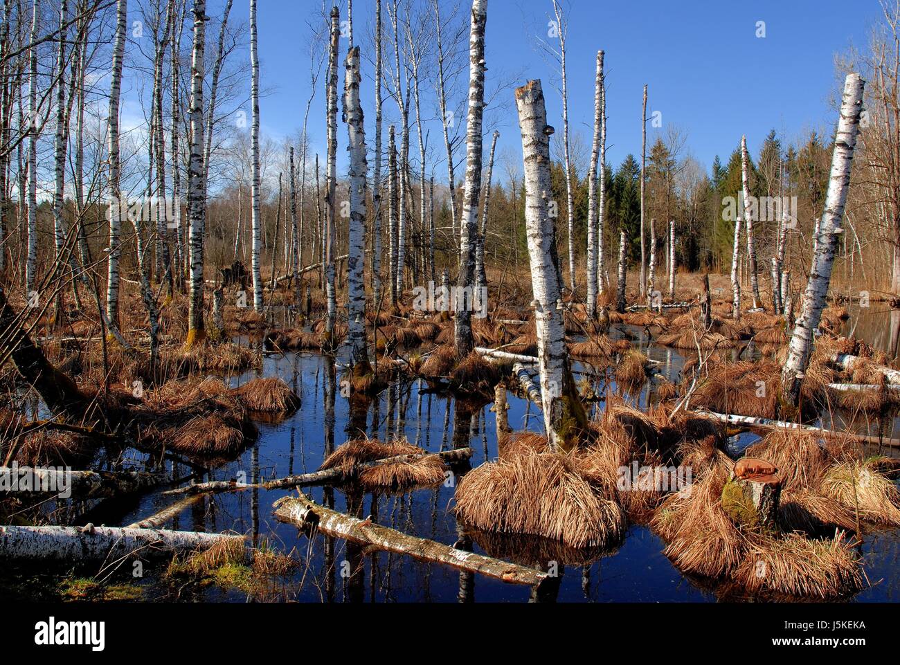 tree trees waters swamp fen moss scenery countryside nature meadow ...