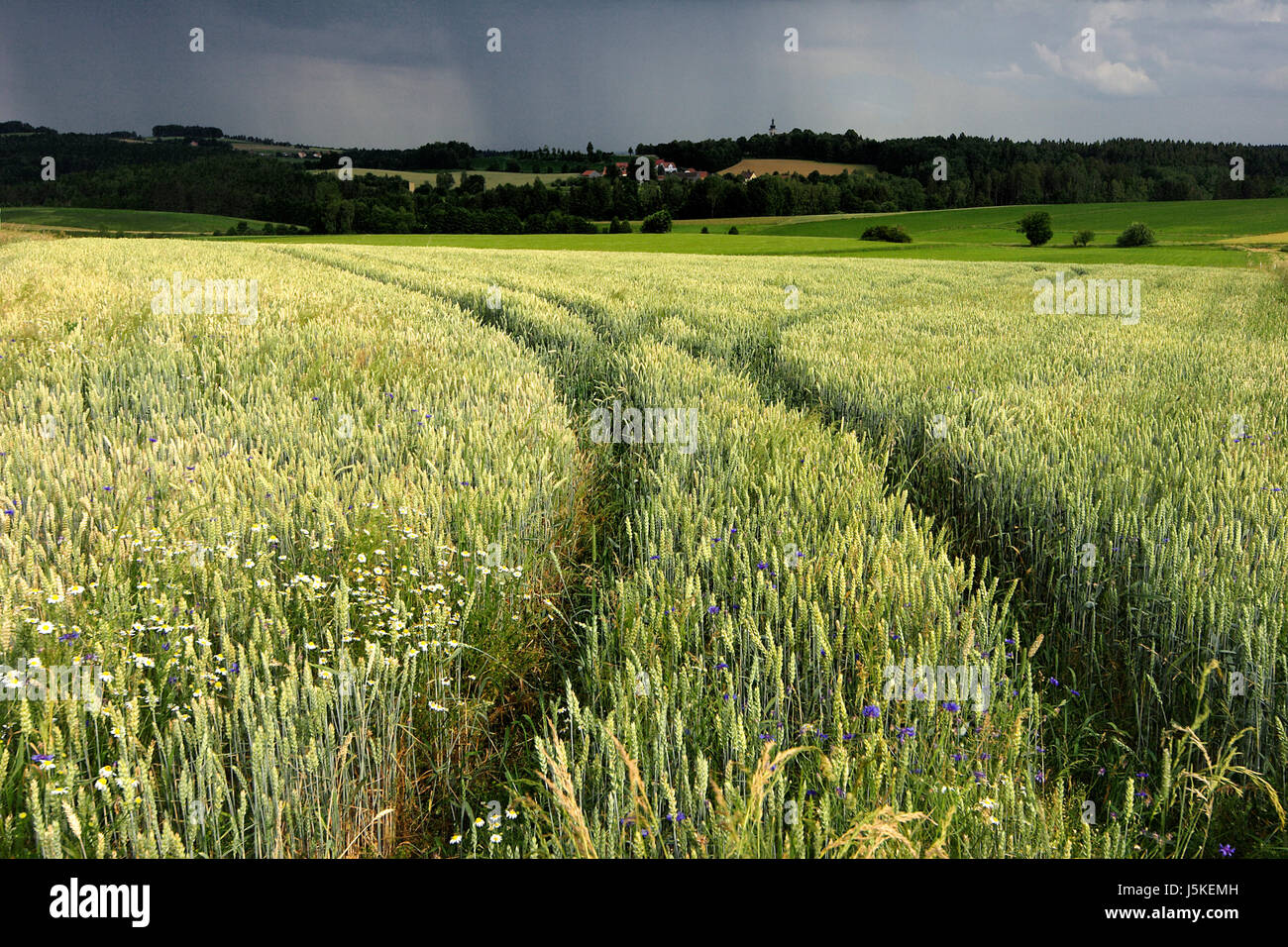 church bucolic tree trees agriculture farming field grain sense bavaria ...