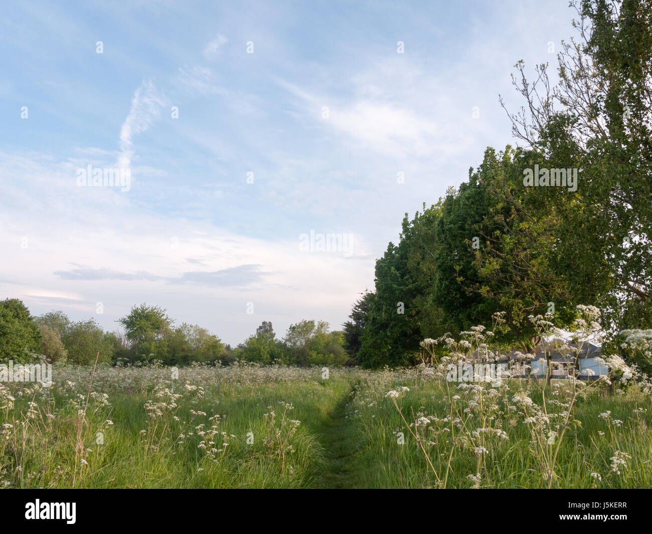 a nice path walkway through a countryside meadow with trees and cow ...