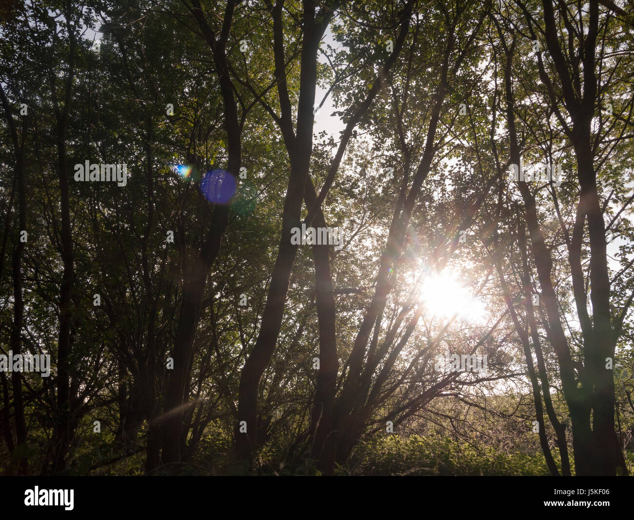 sun poking through trees inside a forest stunning and lush creating a ...