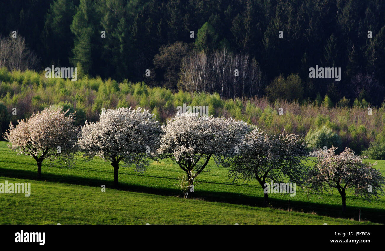 tree trees bloom blossom flourish flourishing spring glade path way ...