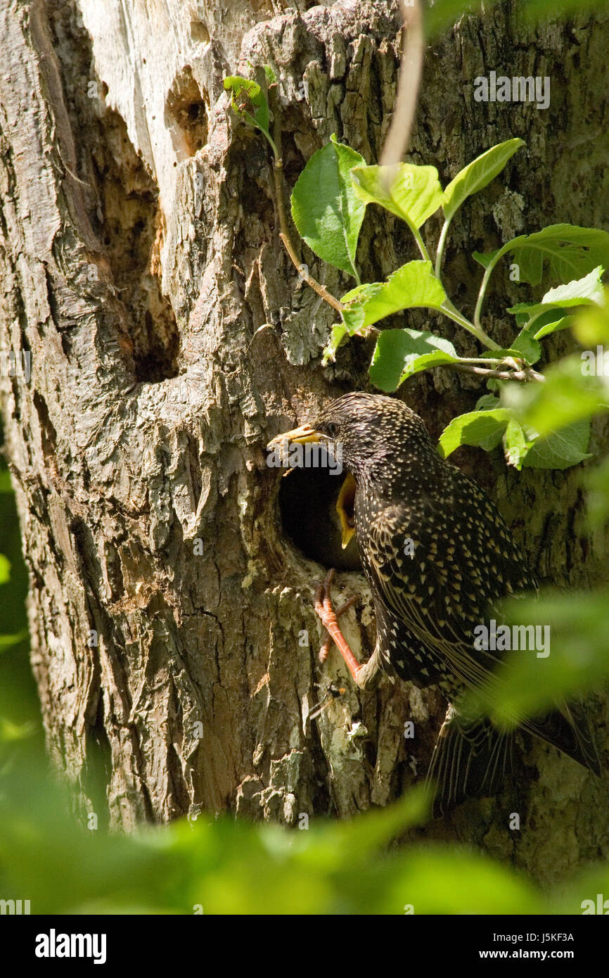 tree animal bird eye organ birds beak fly brood feathering sight ...