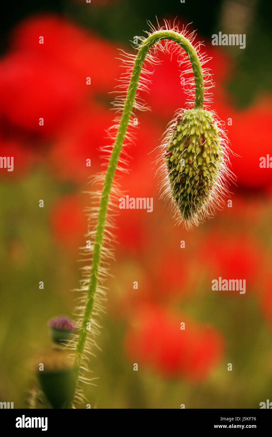detail plant flower green bloom blossom flourish flourishing field ...