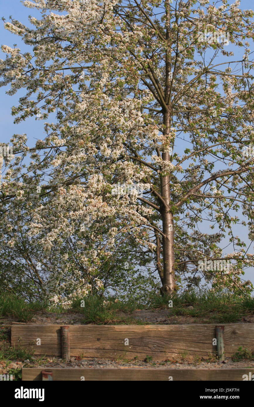 stairs tree trees bloom blossom flourish flourishing spring sunshine ...