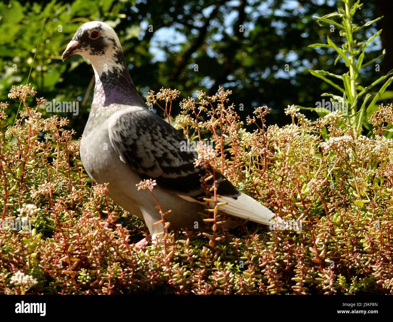 Dove house hi-res stock photography and images - Alamy