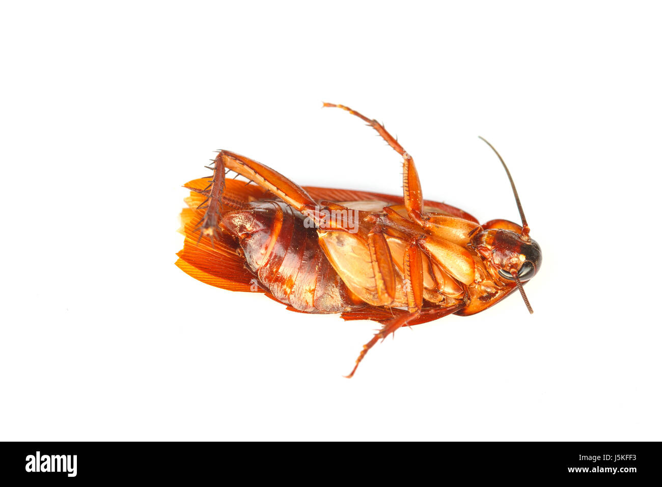 close up Dead cockroaches on white background Stock Photo - Alamy