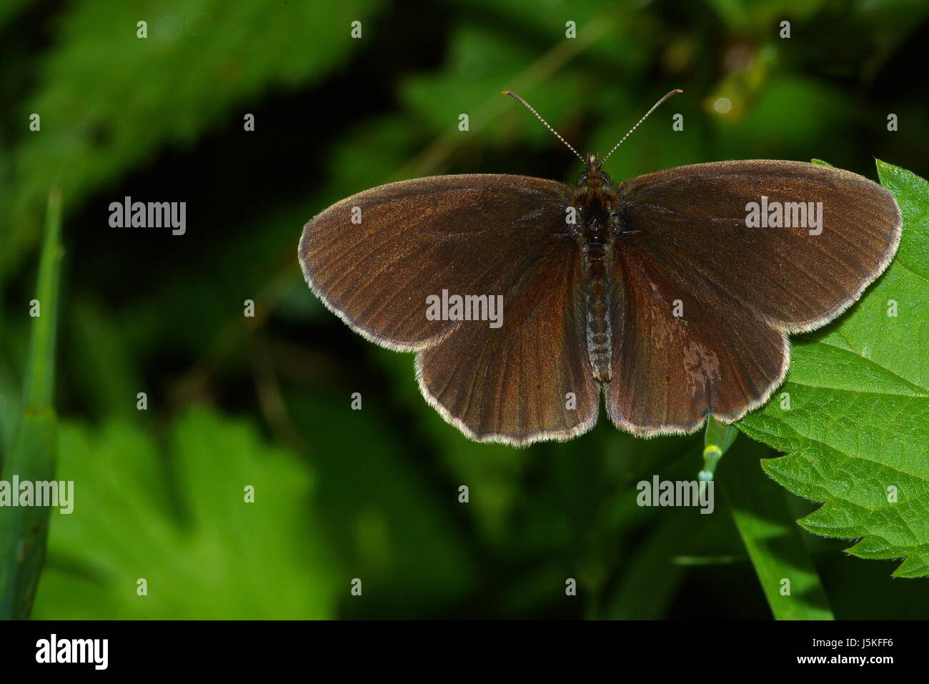 Chimney sweeper moth hi-res stock photography and images - Alamy