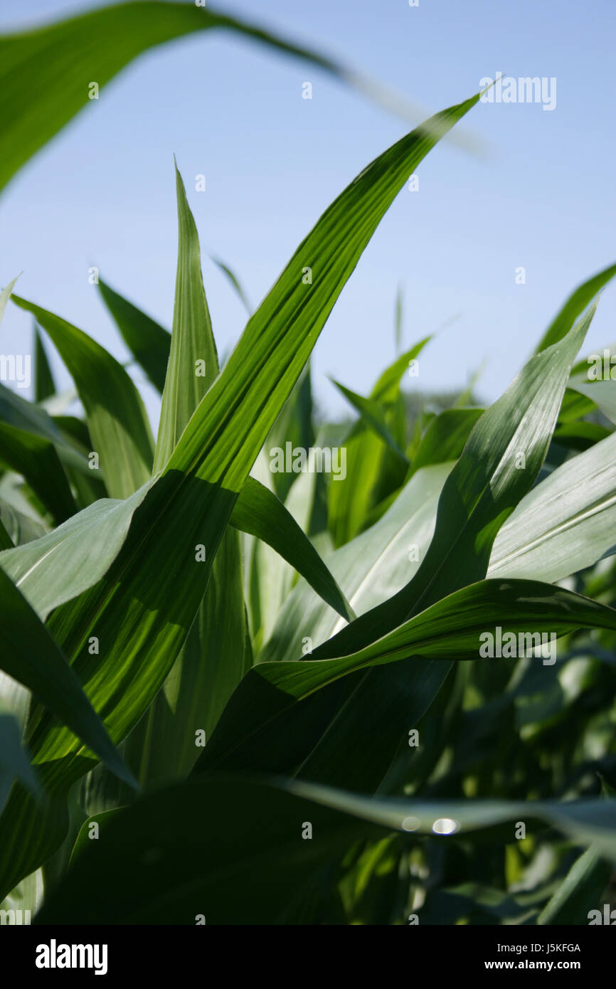 blue plant green agriculture farming field summer summerly acre corn ...