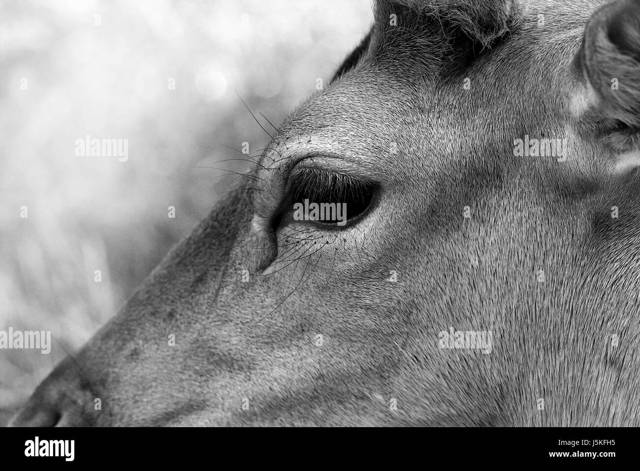 animal wild portrait zoo deer wilderness roe forest nature hart stag ...