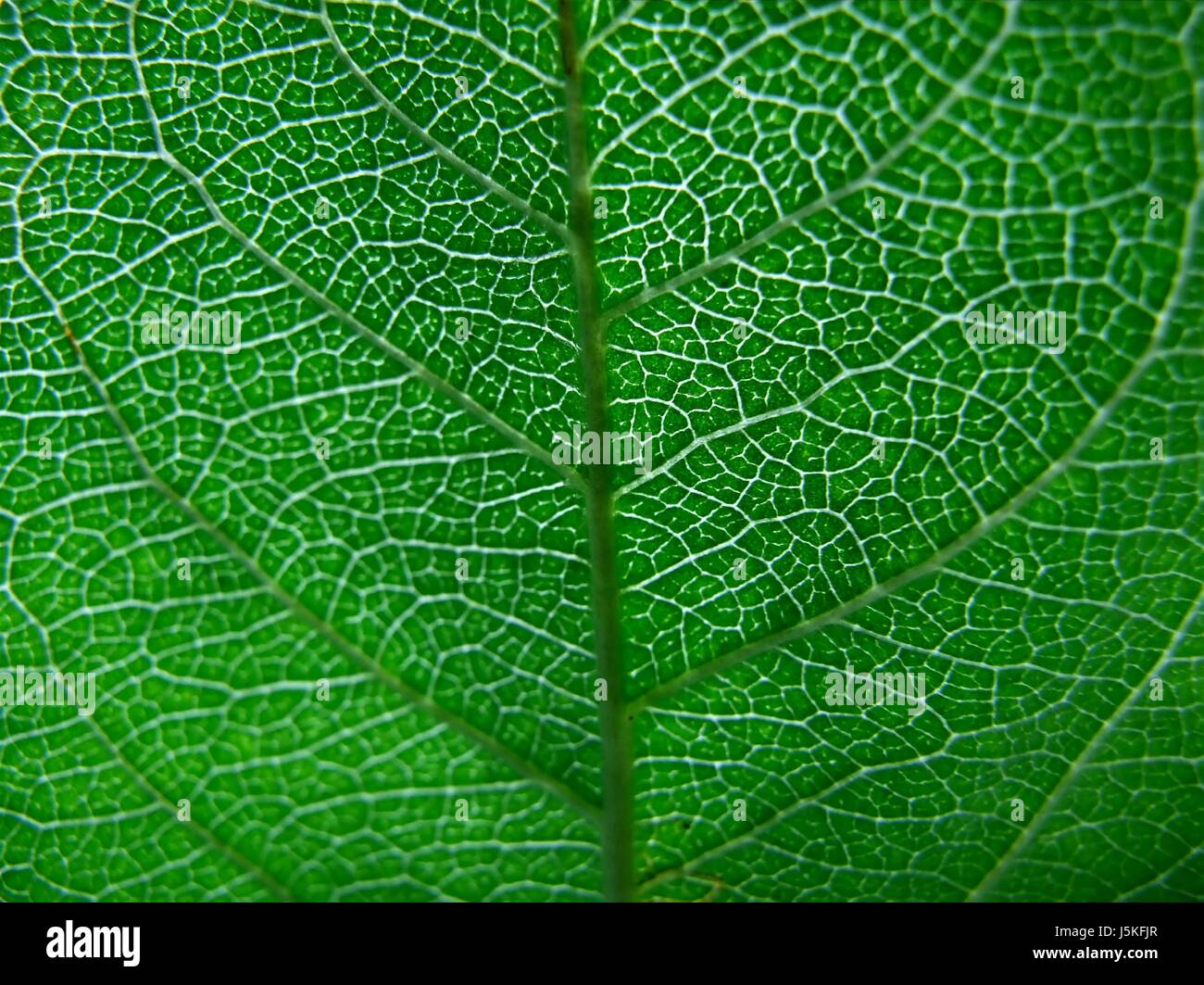 apple tree leaf Stock Photo - Alamy
