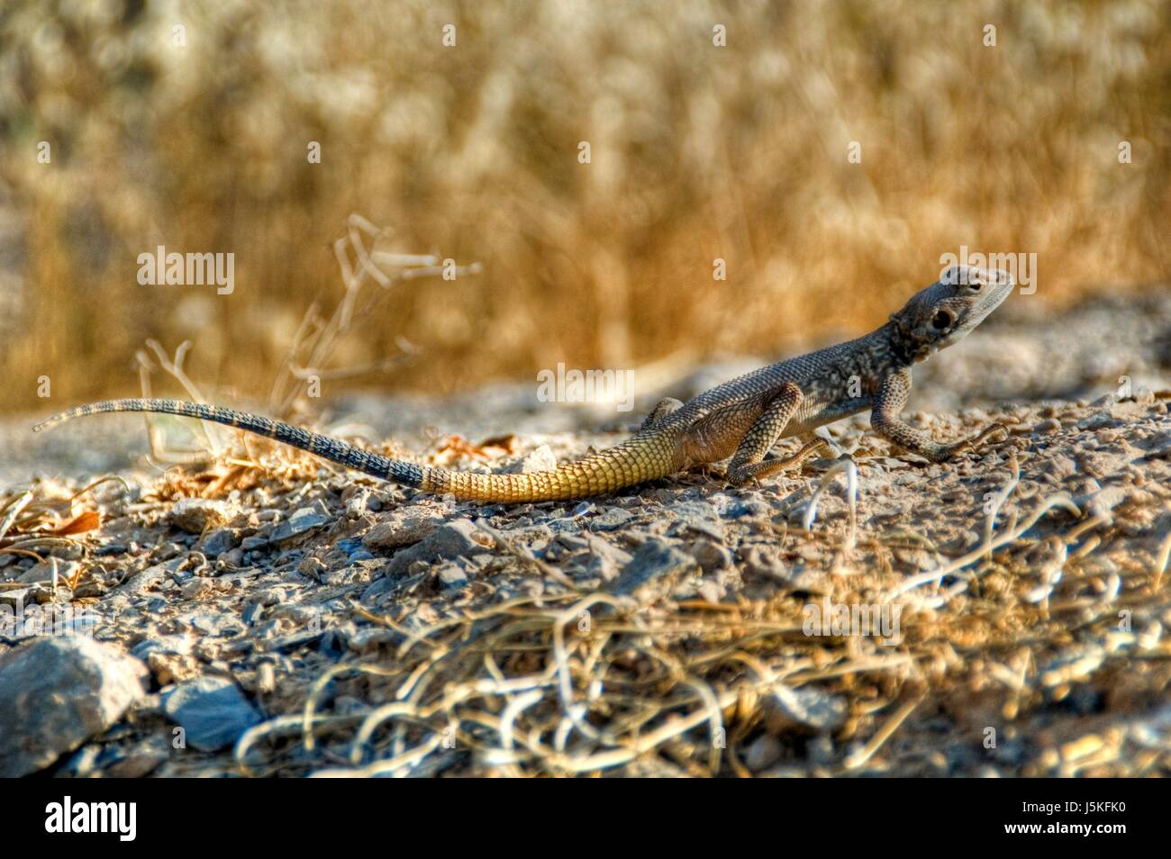 The lizard of iran hi-res stock photography and images - Alamy