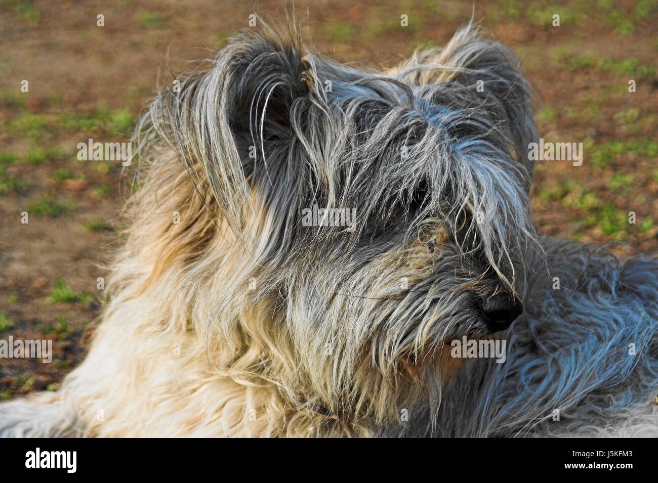 closeup animal mammal brown brownish brunette portrait watchful skin ...