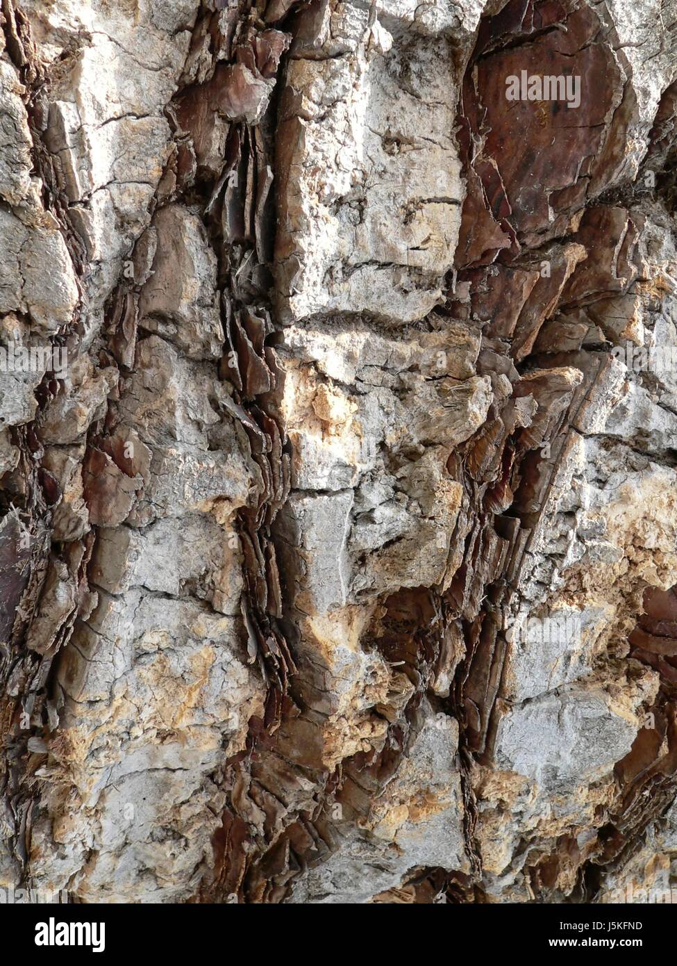 city town tree flora summer summerly europe palm tree promenade grooves ...