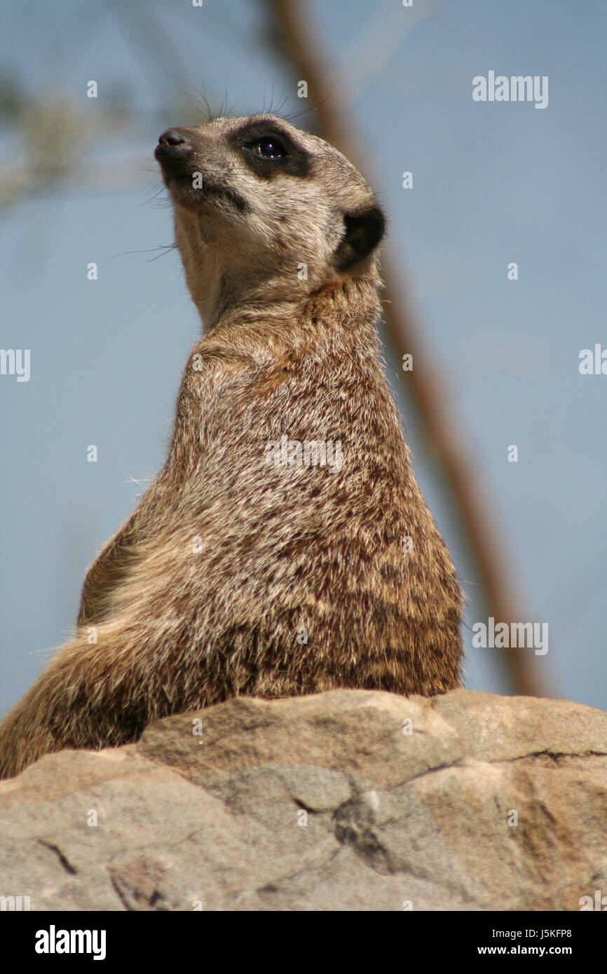 relaxed rock to watch out sweet right put sitting sit cute intelligent ...