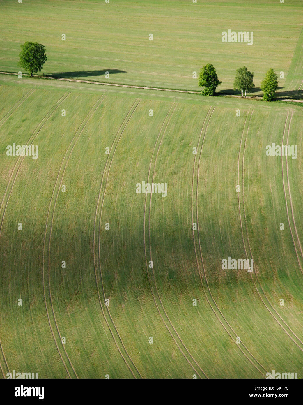 aerial perspective tree trees dirt road spring glade path way meadow ...