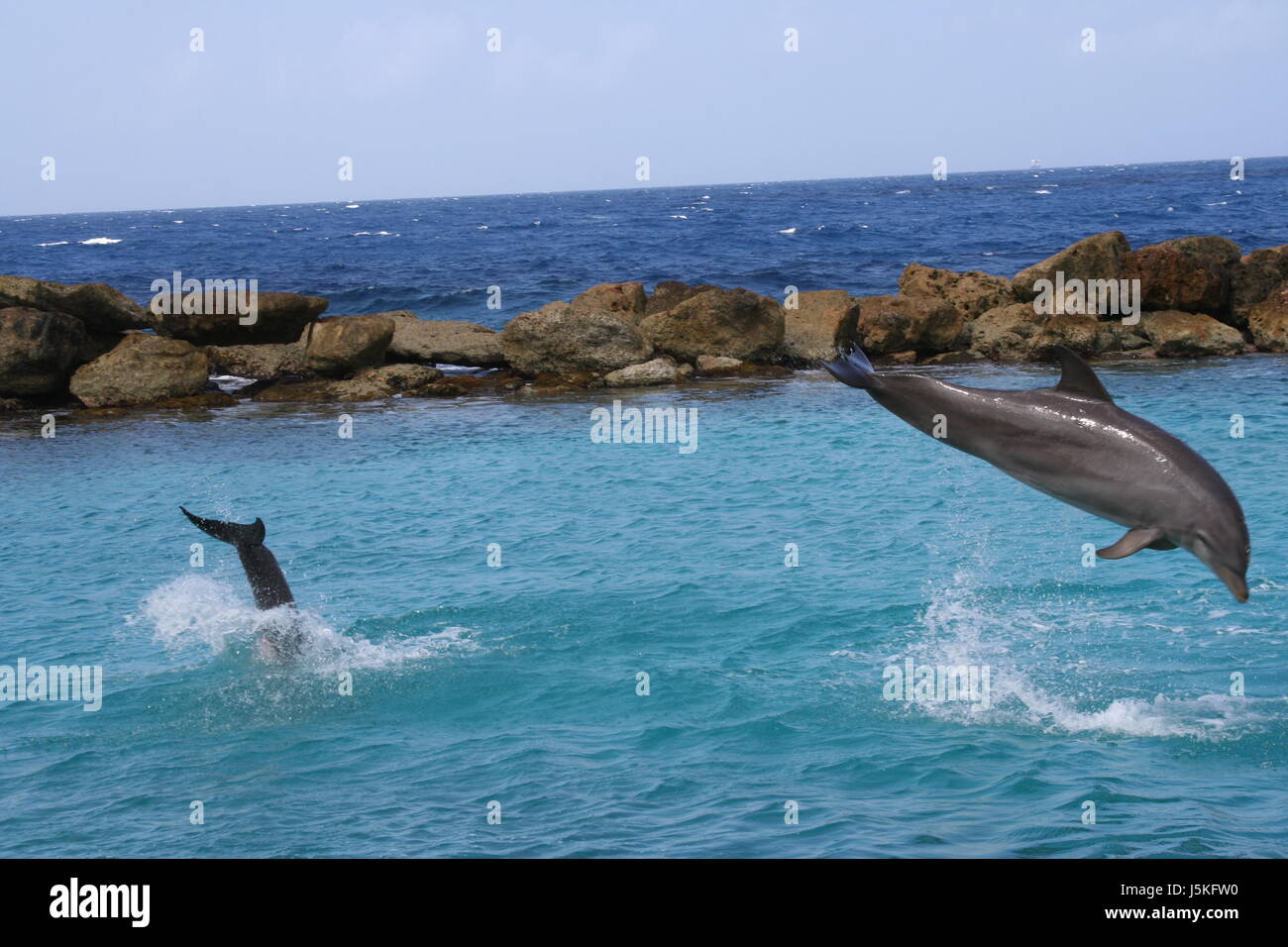 blue game tournament play playing plays played mammal show breakwater ...