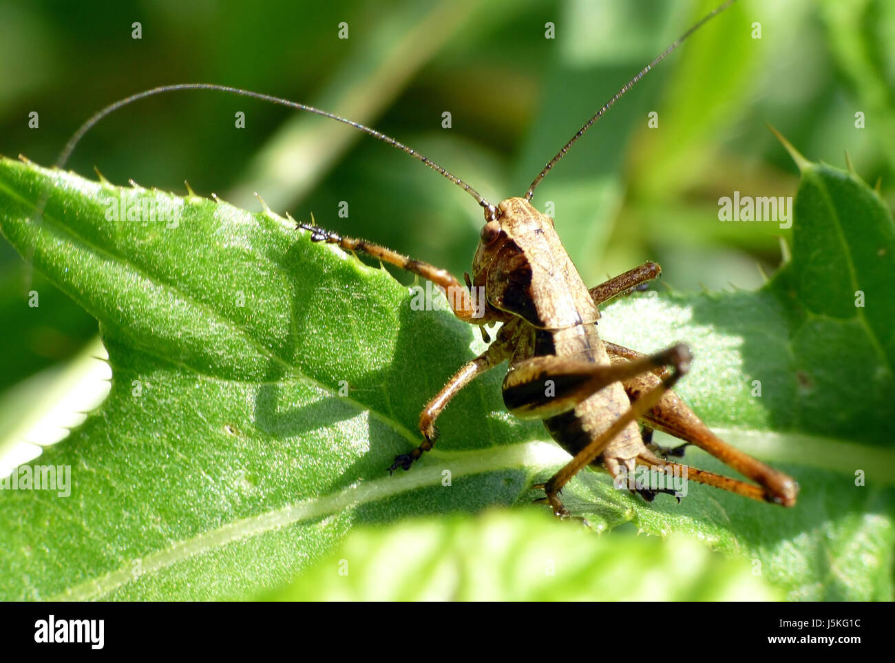legs macro close-up macro admission close up view animal insect green ...