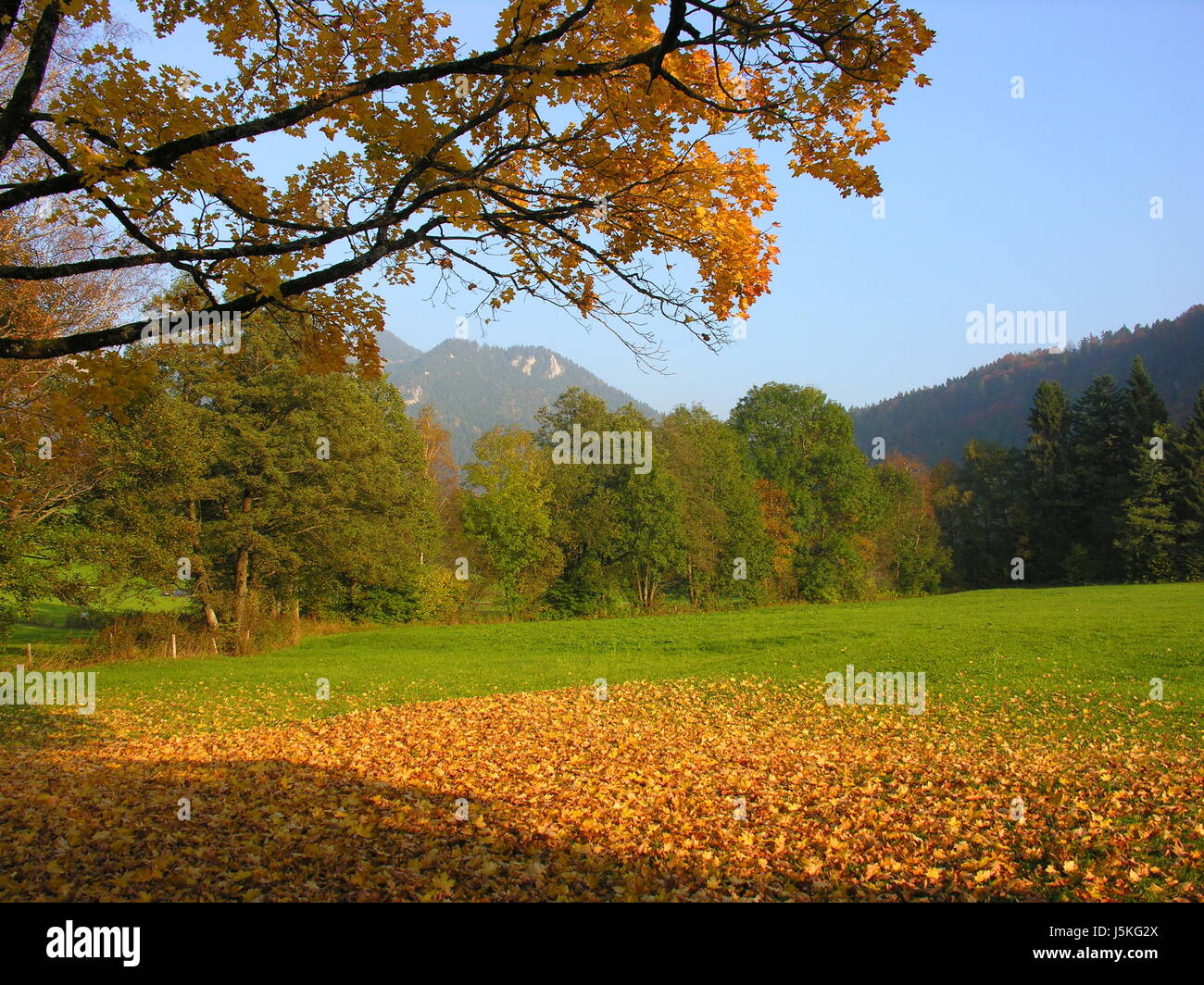 mountains leaves alp bavaria upper bavaria autumn foliage october beech ...