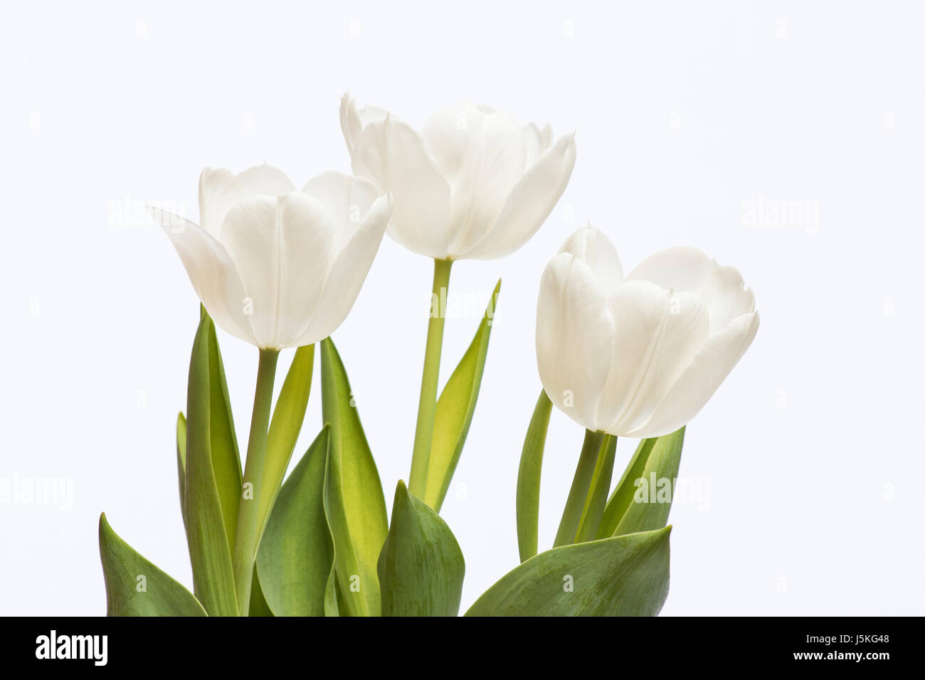 White tulips on white background Stock Photo - Alamy