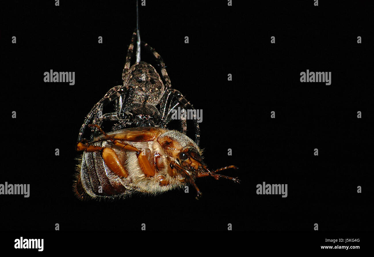 Death to insects hi-res stock photography and images - Alamy