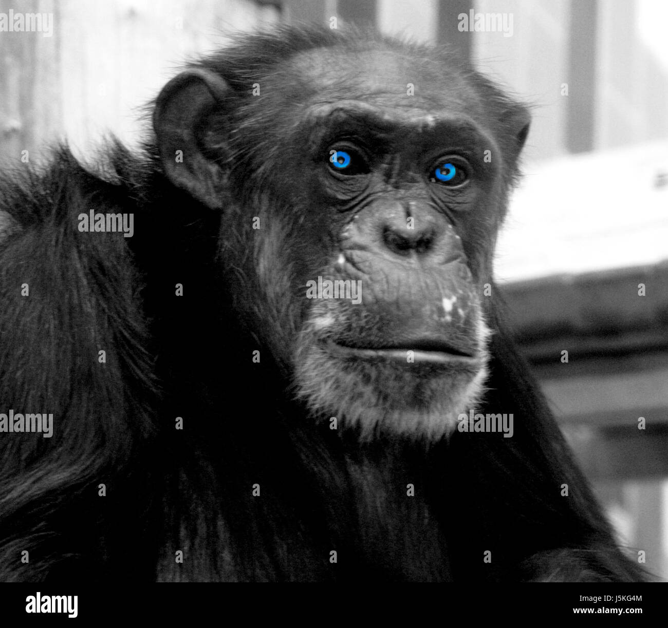 animal monkey eyes zoo look glancing see view looking peeking looking ...