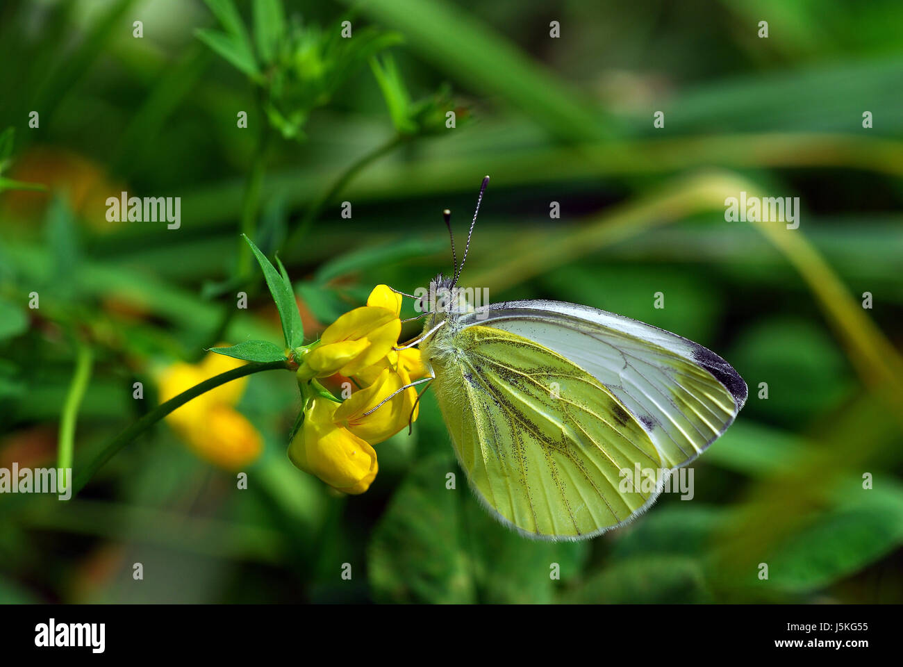white to yellow Stock Photo - Alamy