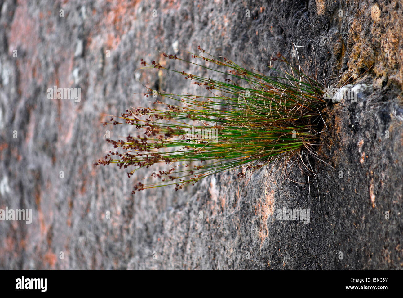 conservation of nature sweden grasses sparse stinted meadow grass lawn ...