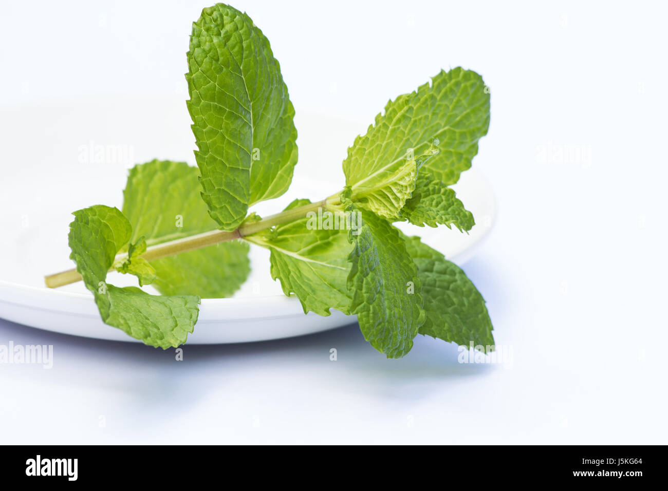 Sprig of peppermint hi-res stock photography and images - Alamy