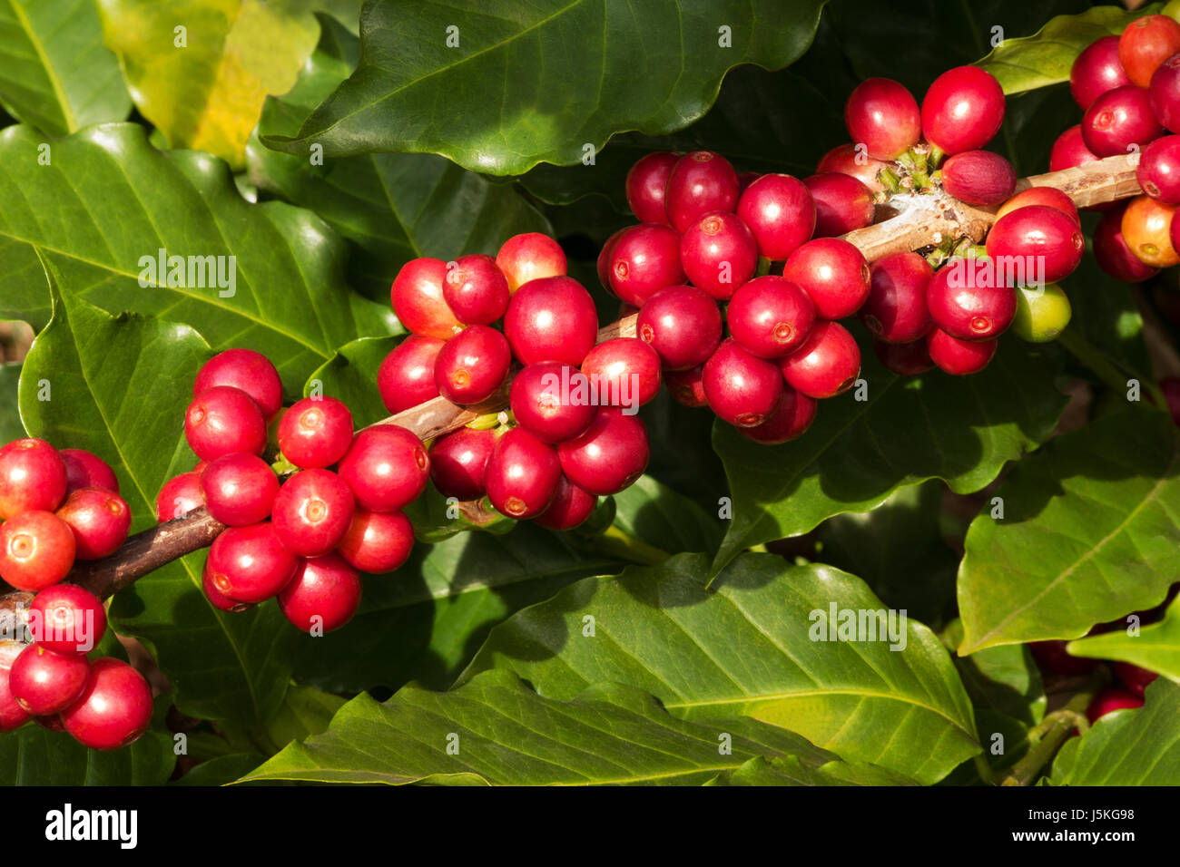 Coffee tree with ripe berries Stock Photo - Alamy