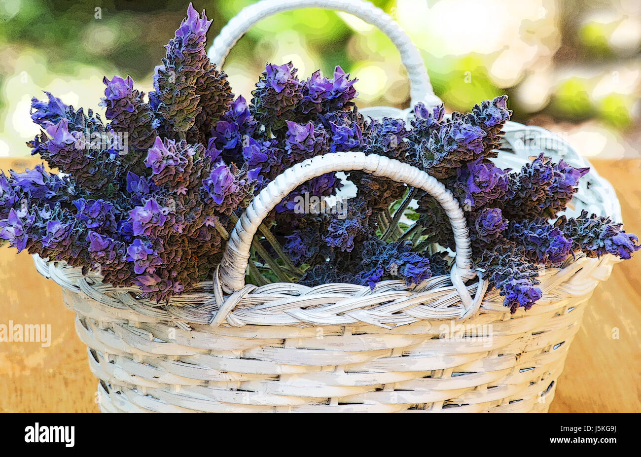 Lavender cuttings hi-res stock photography and images - Alamy