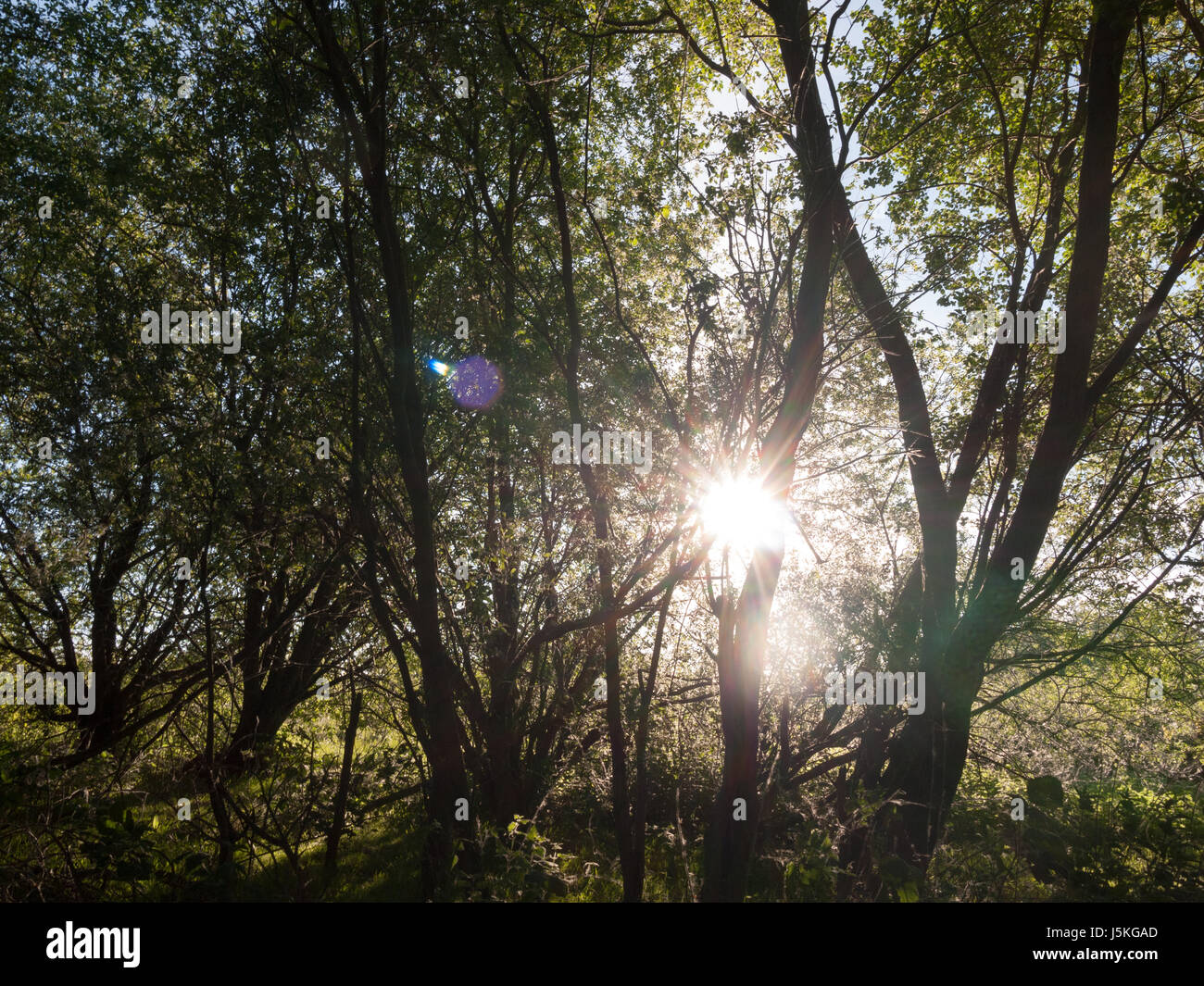 sun poking through trees inside a forest stunning and lush creating a ...