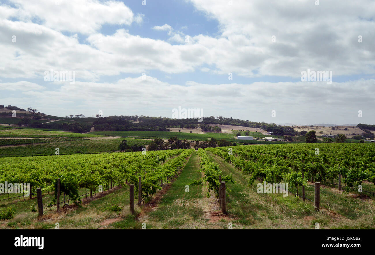 Beautiful landscapes at the Barossa valley in South Australia Stock ...