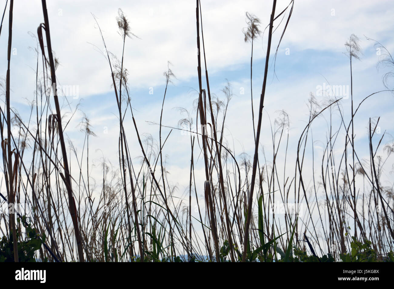 Reeds grow in a river wetland area of the Rio Grande at Big Bend ...