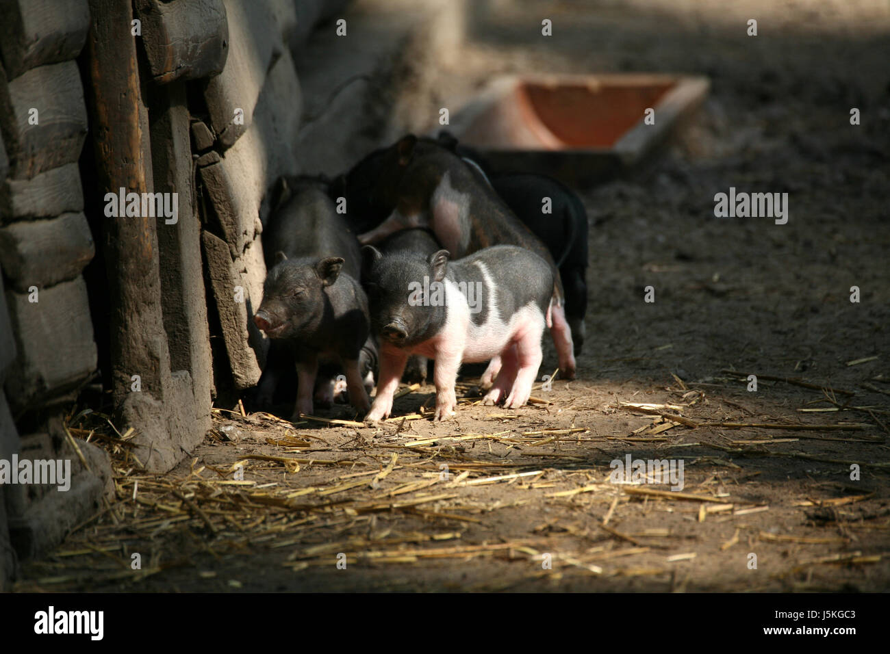 pet asia hairy asiatic nose viet nam vietnam young animal piglet ...