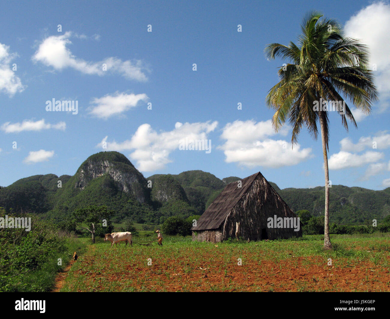 agriculture farming field acre palm tree farmer cuba plough handicraft ...