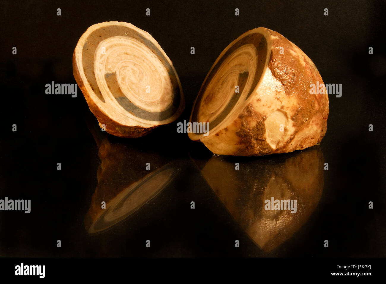 stone brown brownish brunette snail cross-section fossilization find ...