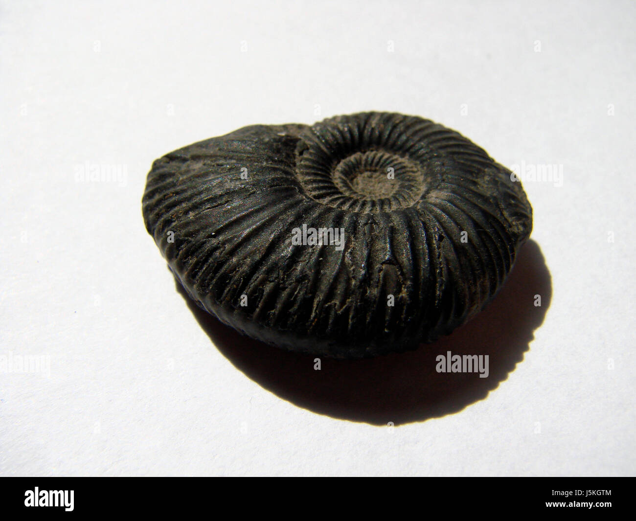 stone rock spiral snail sea animal molluscan fossilization fossil ...