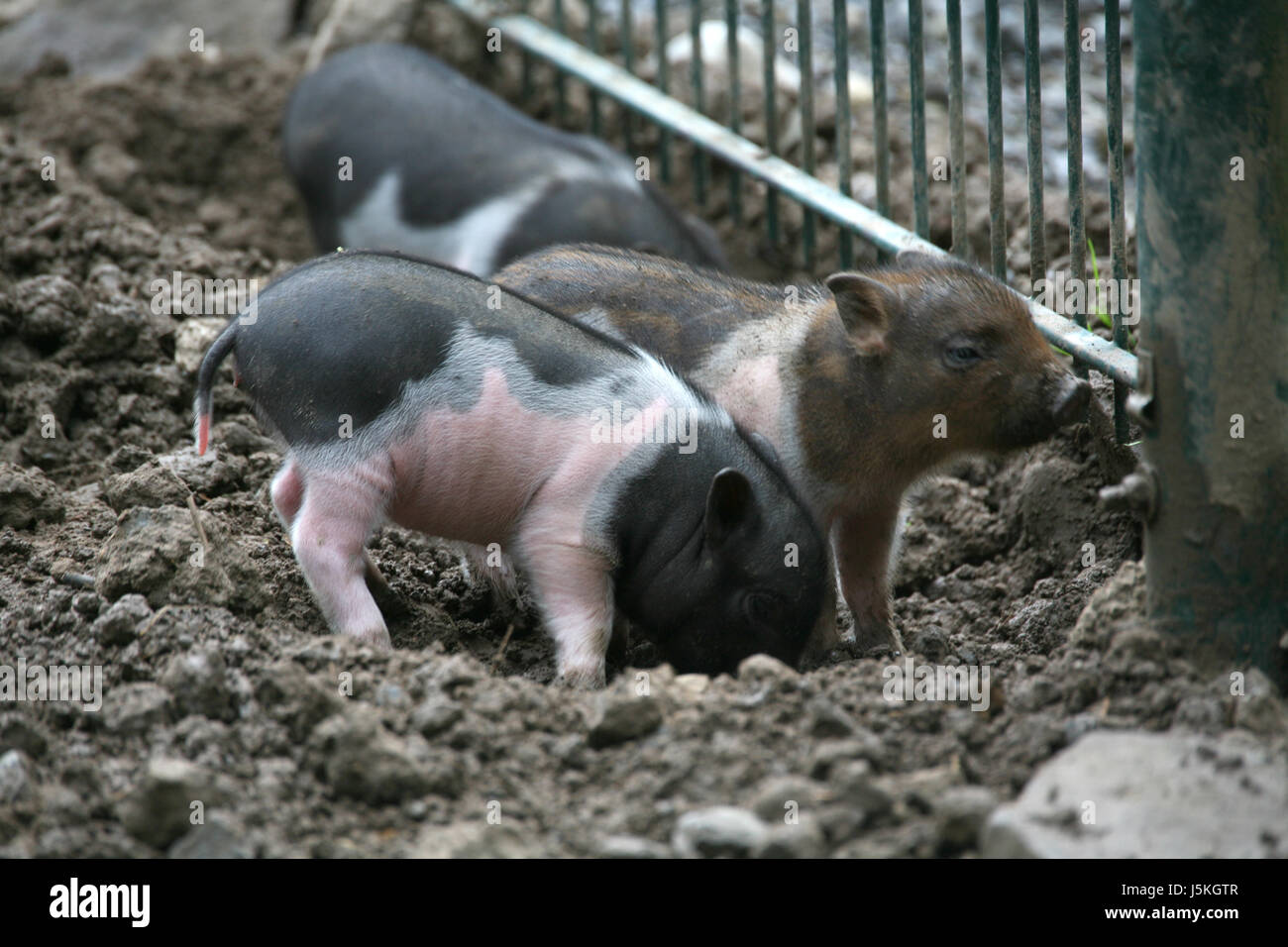 Ribaldry hi-res stock photography and images - Alamy