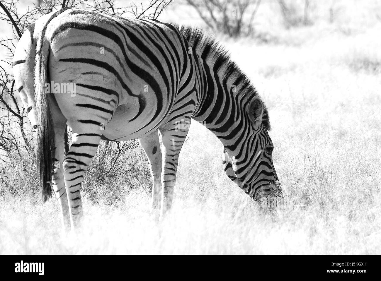 national park africa namibia bw zebra unpaarhufer etosha tierreservat ...