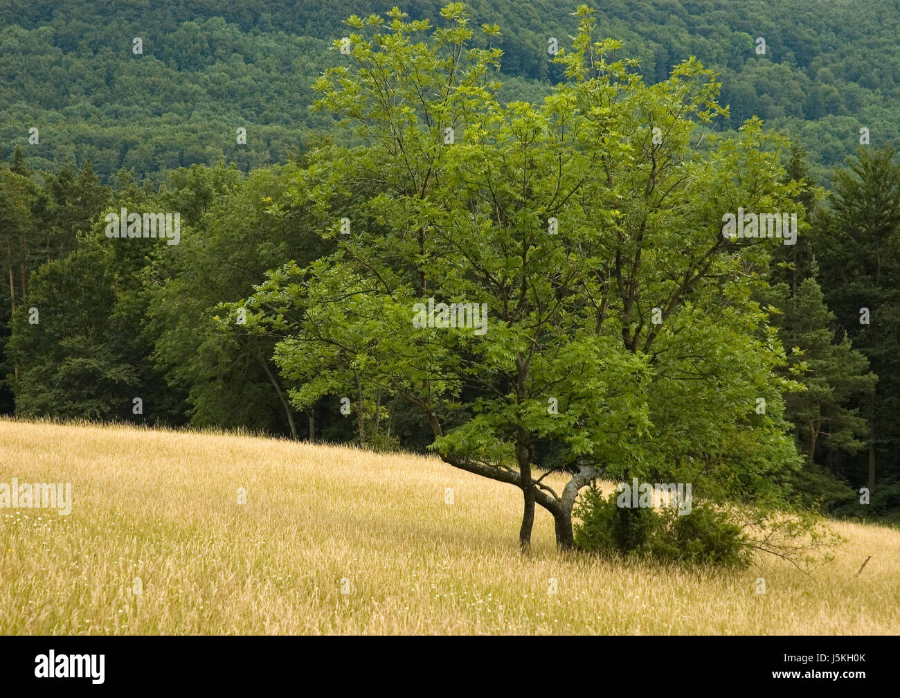tree green ash meadow scenery countryside nature grass lawn gold forest ...