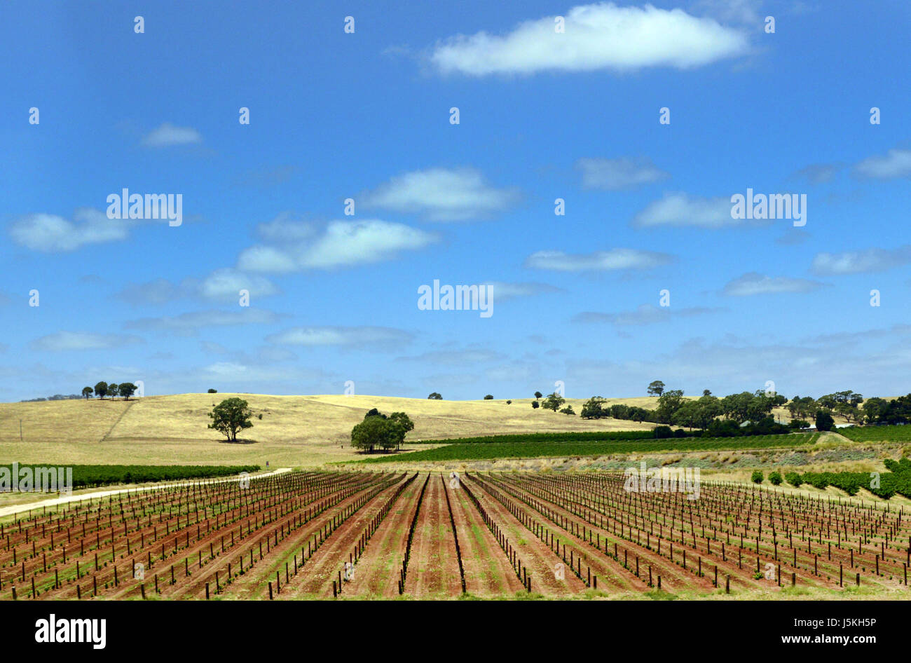 Beautiful landscapes at the Barossa valley in South Australia Stock ...