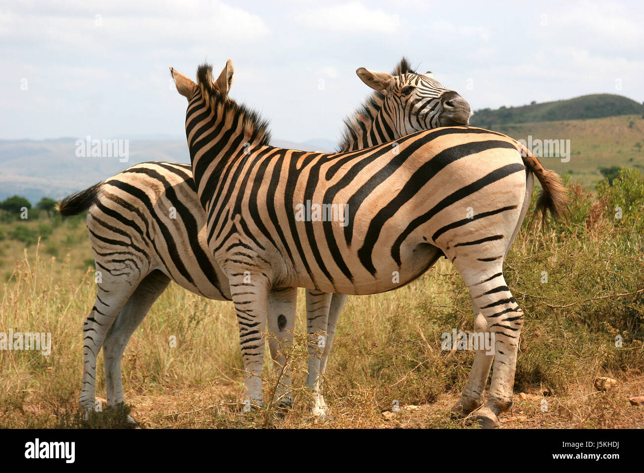 zebra south africa cute hug embracement familiy family bergzebras ...
