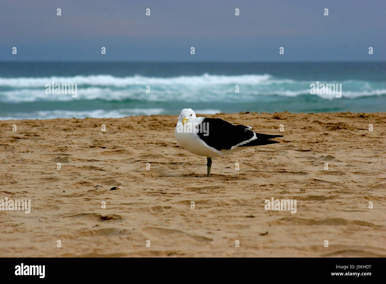 bird beach seaside the beach seashore birds look glancing see view ...
