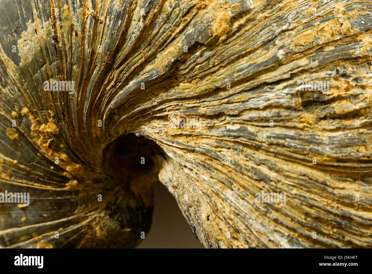 stone animal primitive times petrified spiral snail bowl fossilization ...