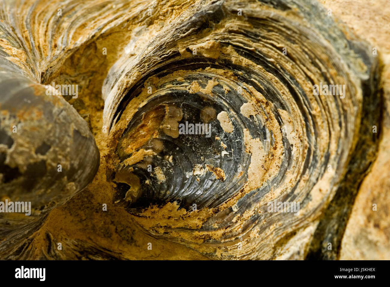 stone animal primitive times petrified spiral snail bowl fossilization ...