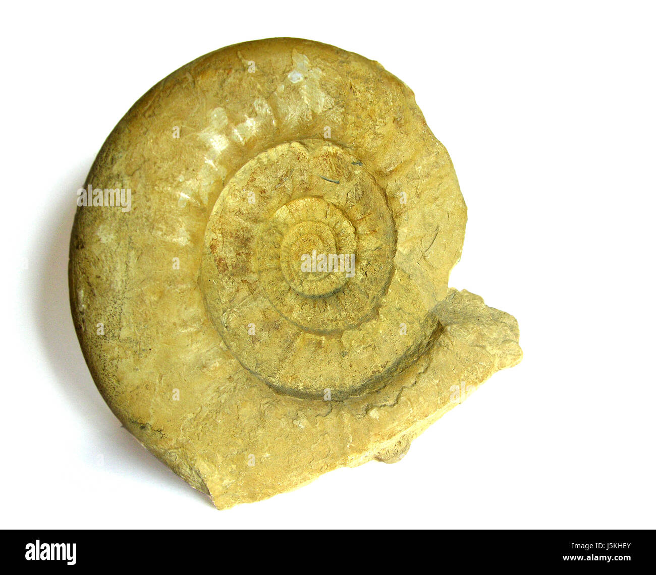 Petrification hi-res stock photography and images - Alamy